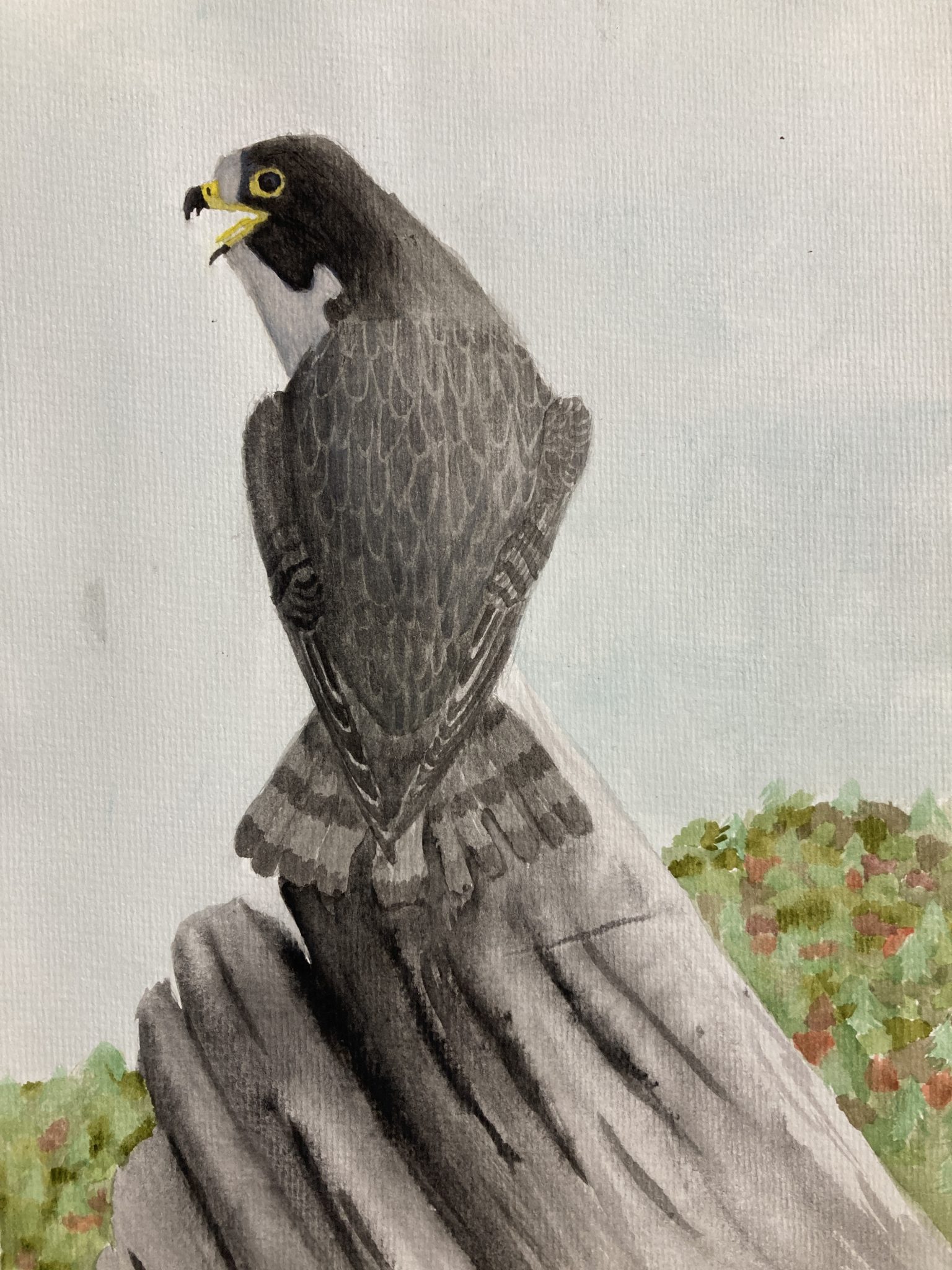 Photo Gallery - Sparhawk Academy